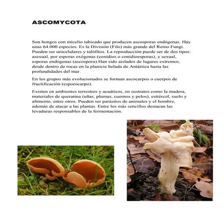 Ascomycota | DOCX