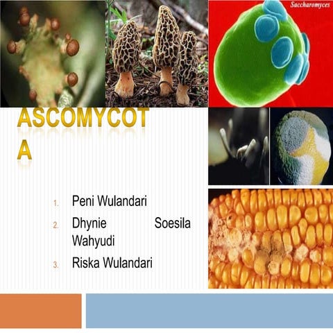 Ascomycota | PPTX