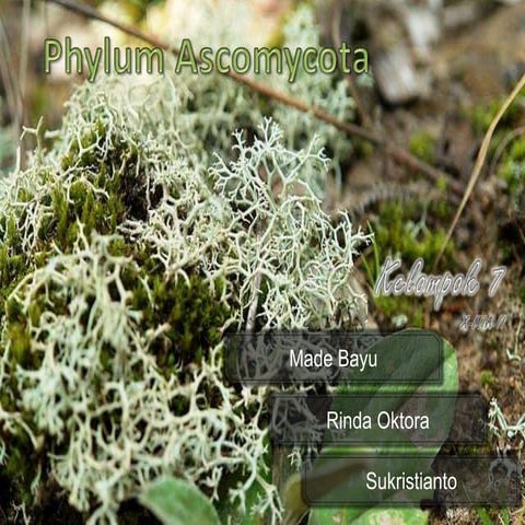 Ascomycota | PPTX