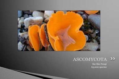 Ascomycota Fungi