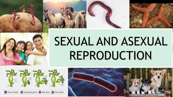 Asexual vs Sexual Reproduction | PPT