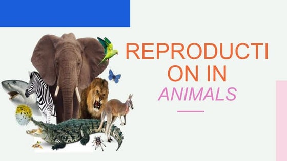 Reproduction in Animals Class 8 basic concepts | PPTX