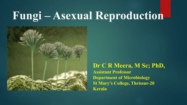 Sexual Reproduction In Fungi Pptx