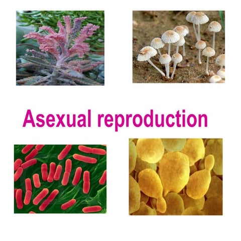 Asexual reproduction | PPTX