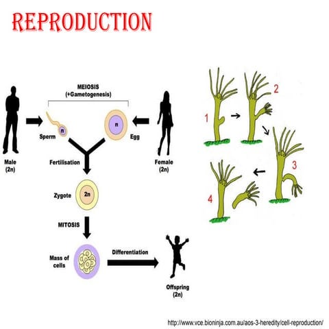 Plant Cloning Presentation | PPT
