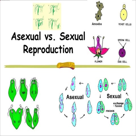 Asexual vs Sexual Reproduction.ppt