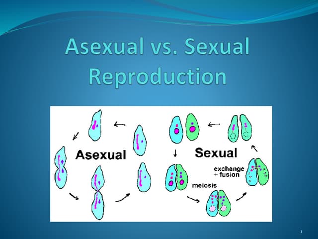Asexual vs Sexual Reproduction | PPTX