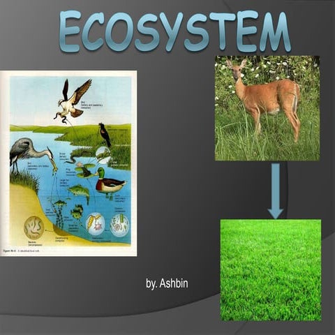 Energy What Every 5th Grader Should Know | PPT