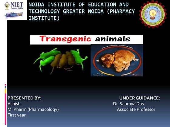 TRANSGENIC ANIMALS AND ITS APPLICATION | PPTX