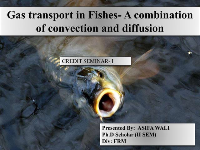 Diffusion In Fish Gills | PPT