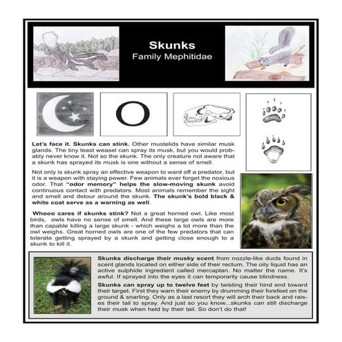 A Simple Review of Skunks | PDF