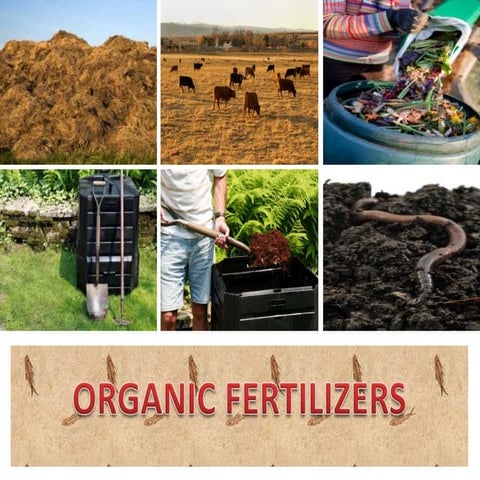 organic fertilizers | PPTX
