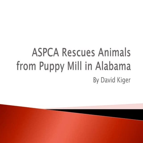 Homeless Animal Brochure | PDF