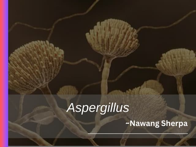 Aspergillosis | PPTX