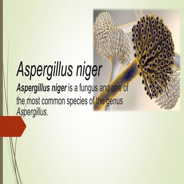 Aspergillus Niger