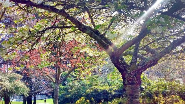 Assertions and determining textual evidence | PPTX