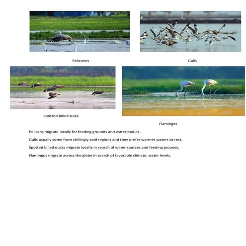 Assignment.pdf on environment and birds in | PDF