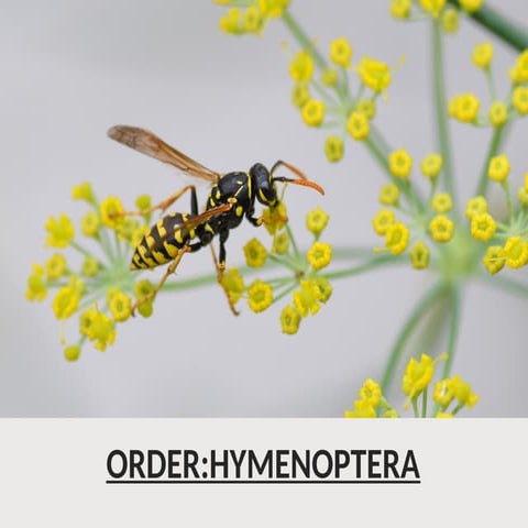 ORDER:HYMENOPTERA IN ENTOMOLOGY SCIENCE. | PPT