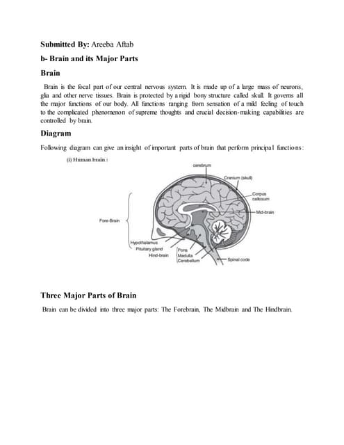 The Human Brain, Its Parts and Functions | PPTX