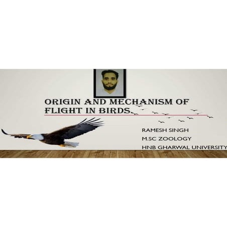 Origin and mechanism of flight in birds | PDF