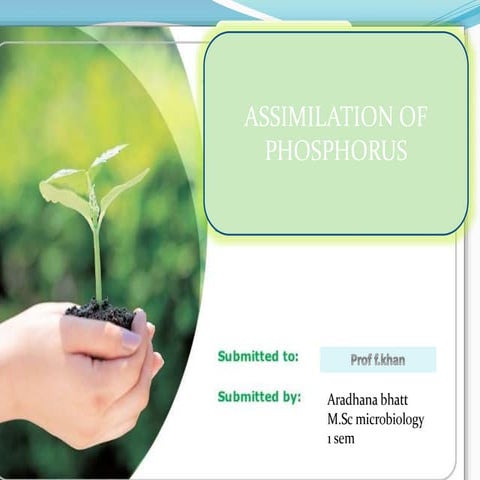 Assimilation of phosphorus | PPTX