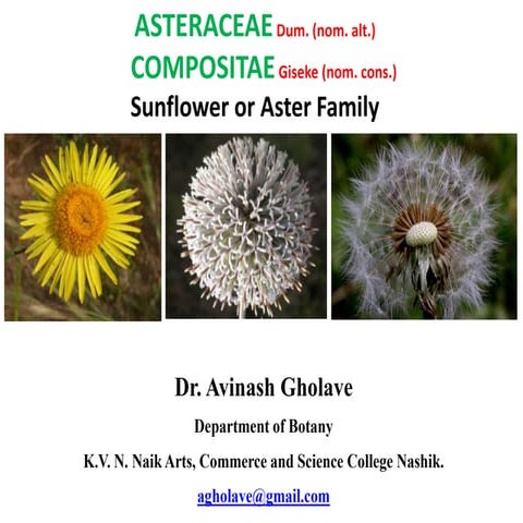 asteraceae-200420074618.pdf