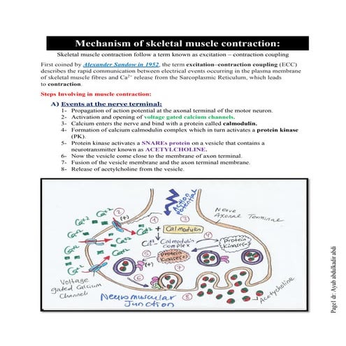 A summary of skeletal muscle contraction and relaxation.pdf
