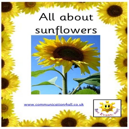 A Sunflower Story | PDF | Gardening | Home & Garden