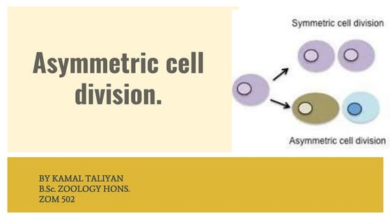 Developmental Specification & Differentiation | PDF | Biological ...