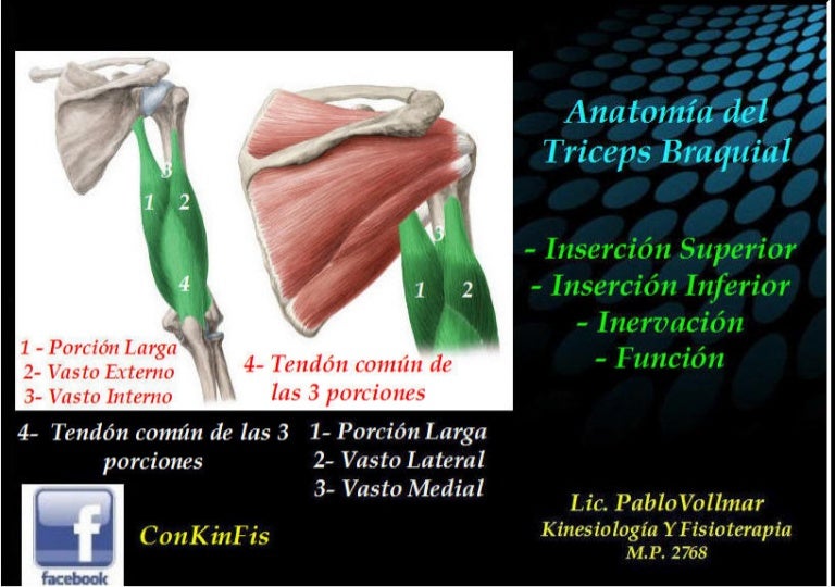 Anatomia - triceps braquial