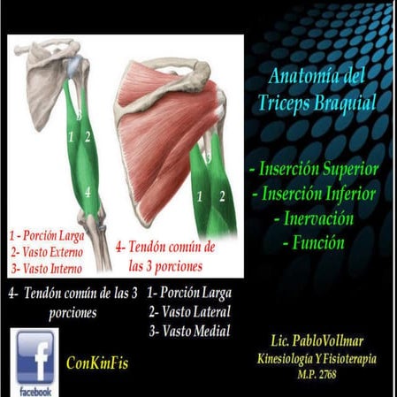 Anatomía Y Función Del Tríceps