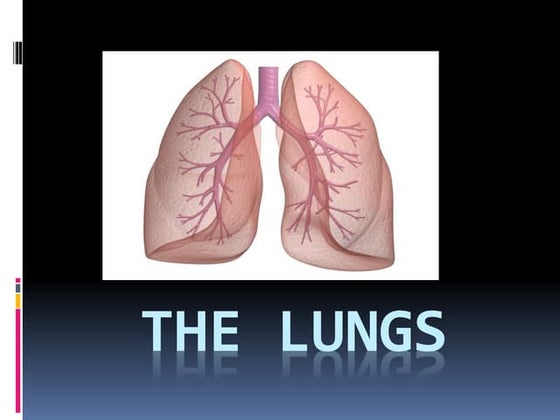 The lungs presentation | PPTX | Lung and Respiratory Health | Diseases ...