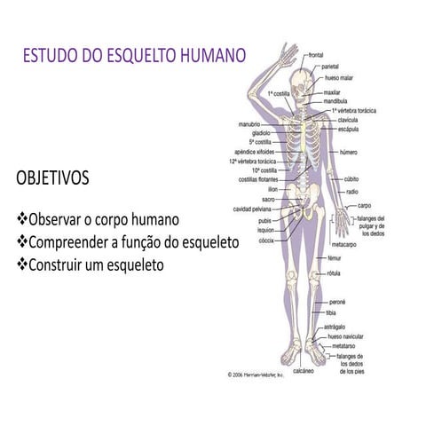 Atividade esqueleto humano | PPTX