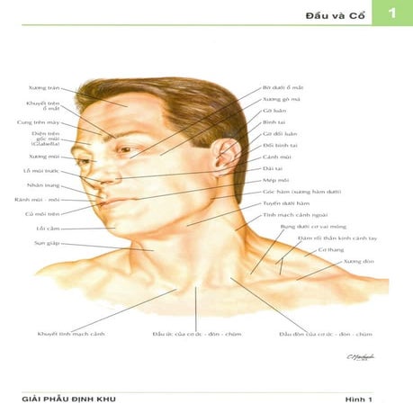 Atlas Giai phau nguoi Netter Tieng Viet - Phan 01 Dau co (1-151 ...