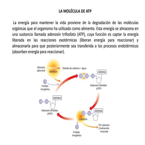 Atp | PPTX