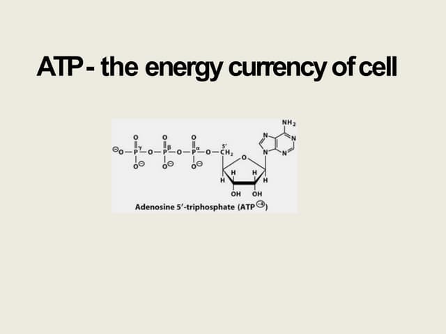 ATP- The universal energy currency of cell | PPT