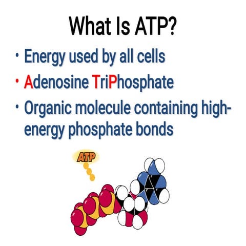 ATP.pdf