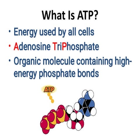 ATP.ppt