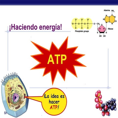 El ATP: transformaciones de energía | PPT