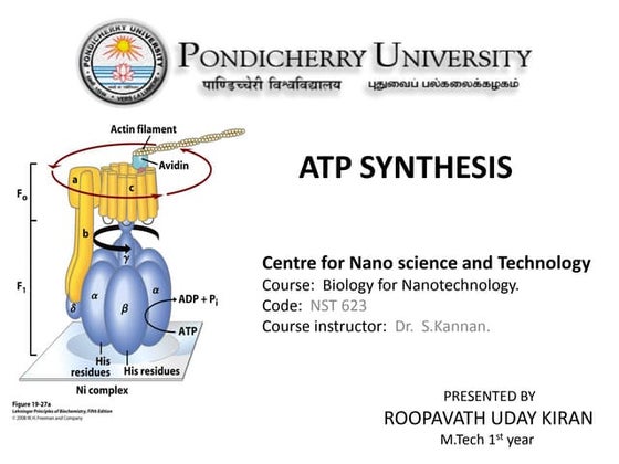 Electron Transport Chain ETC | PPTX | Chemistry | Science