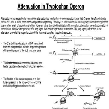 Attenuation in Tryptophan Operon_Mamun_Neel.pptx