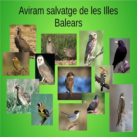 Ocells de les Illes Balears | ODP