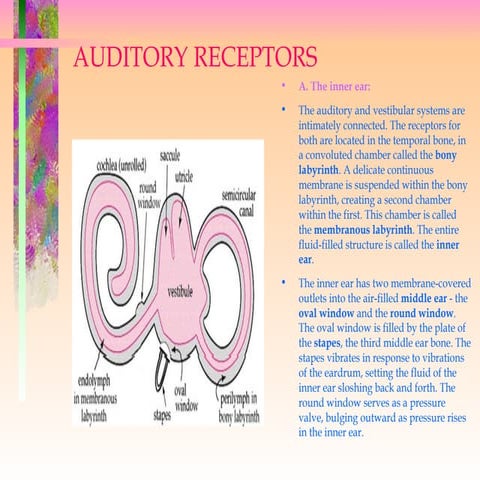 Auditory receptors | PPT