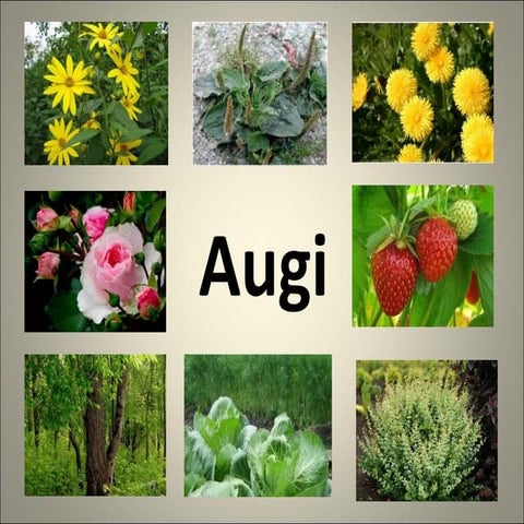 Augi | PPT