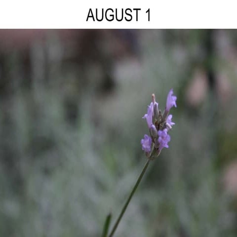 August | PPT