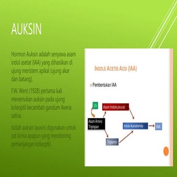 Auksin.pptx
