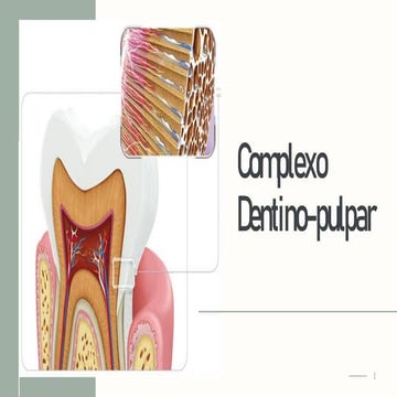 Aula- Complexo Dentino Pulpar Completa.-1.pdf