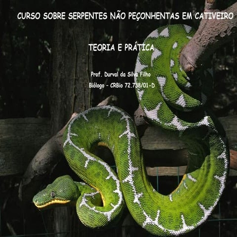 Animal Pesçonhentos Serpentes aranhas e | PPTX