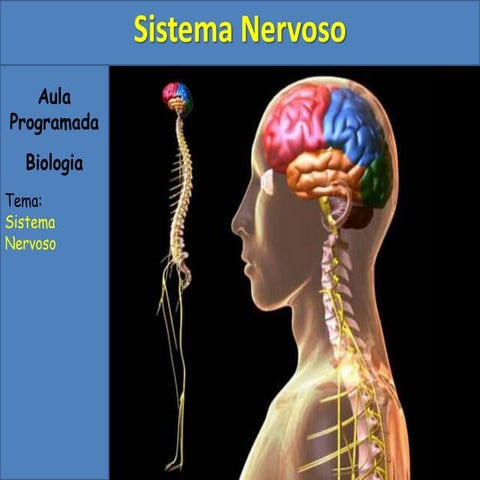 sistema-nervoso-1.pptx