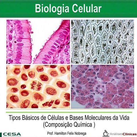 Aula 03 Tipos Básicos de Células e Bases Moleculares da Vida | PDF